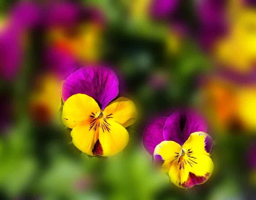 Violas A Growers Guide - Homegrown Herb Garden