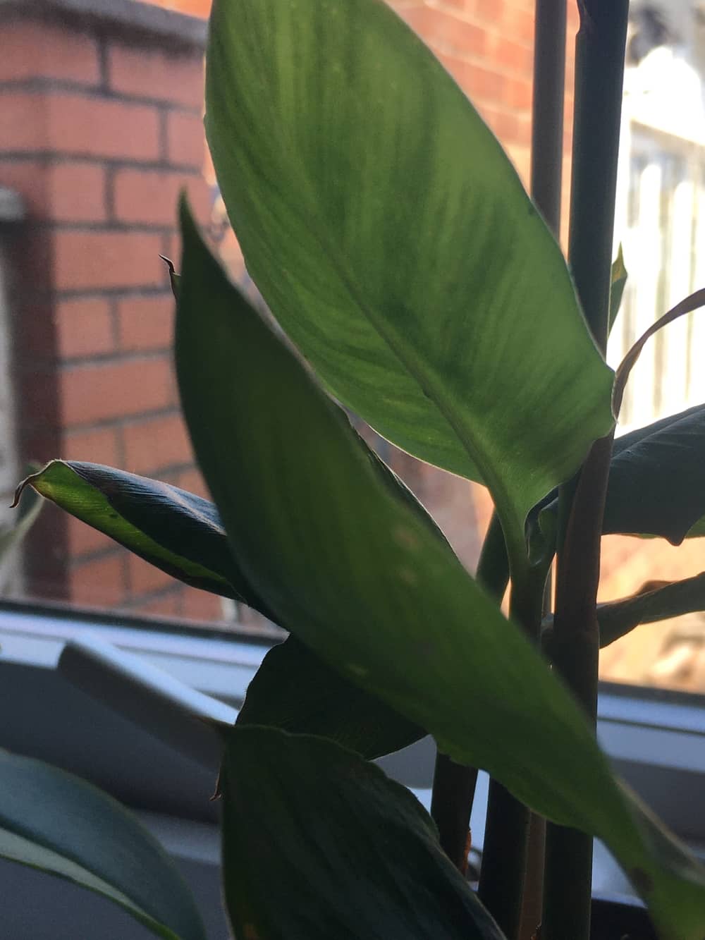 Growing Cardamom In The UK - Homegrown Herb Garden