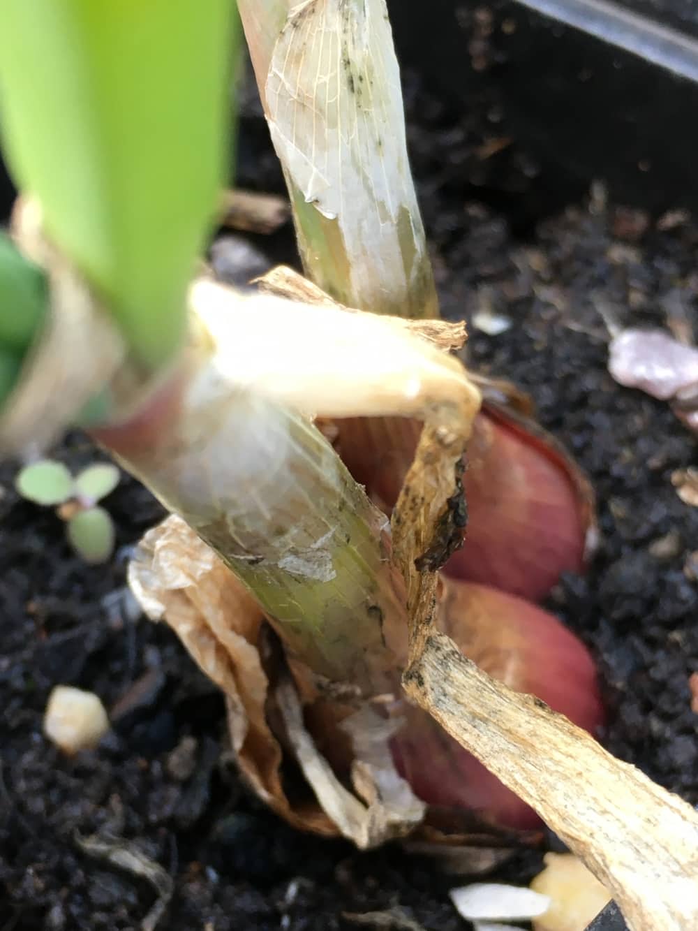 How To Grow Tree Onions - Egyptian Walking Onions! - Homegrown Herb Garden