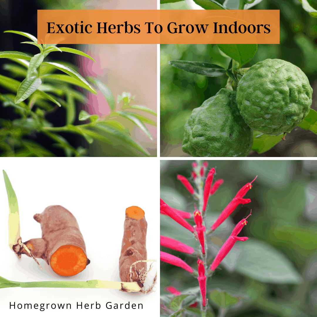 How To Grow Exotic Herbs At Home In The UK - Homegrown Herb Garden