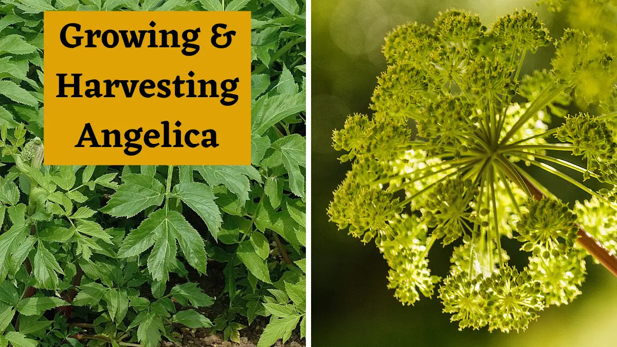 How To Grow Angelica In The UK - Homegrown Herb Garden