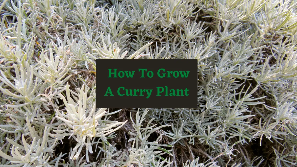 How To Grow A Curry Plant In The UK - Homegrown Herb Garden