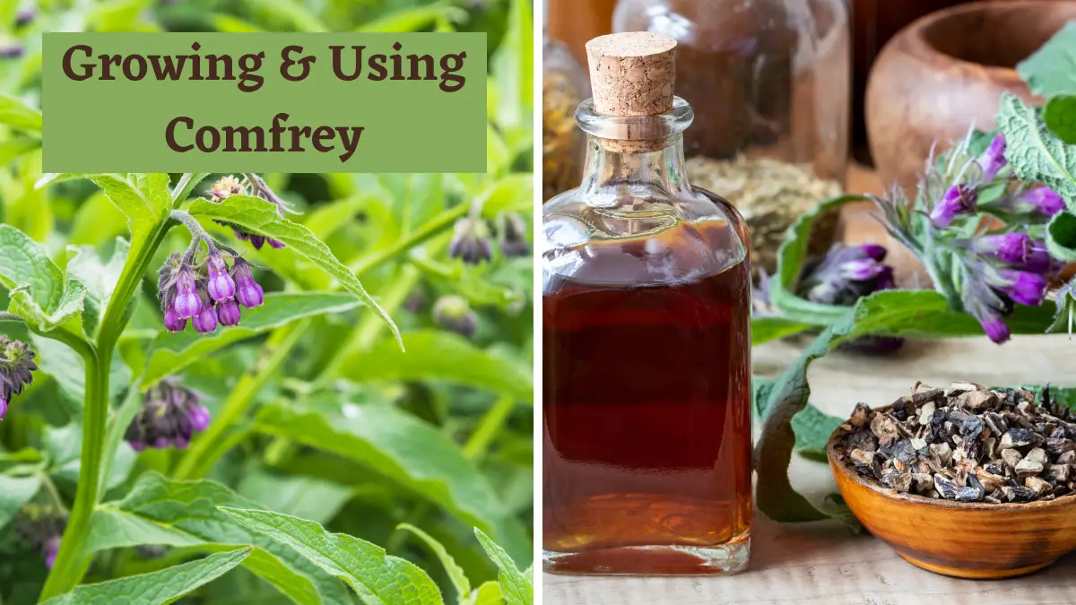 Growing Comfrey From Seed Or Root Cuttings - Homegrown Herb Garden