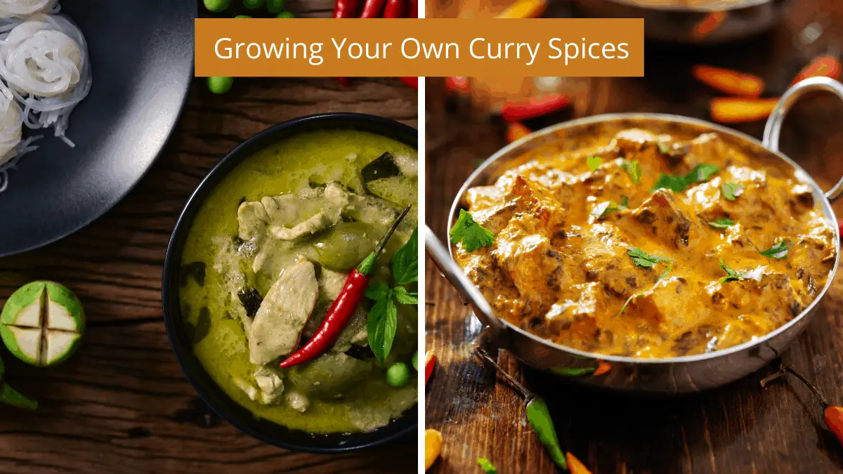 Grow Your Own Curry Spices In The UK - Homegrown Herb Garden