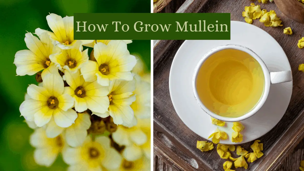 Mullein A Herbalists Guide To Sow, Grow & Harvest Verbascum - Homegrown ...