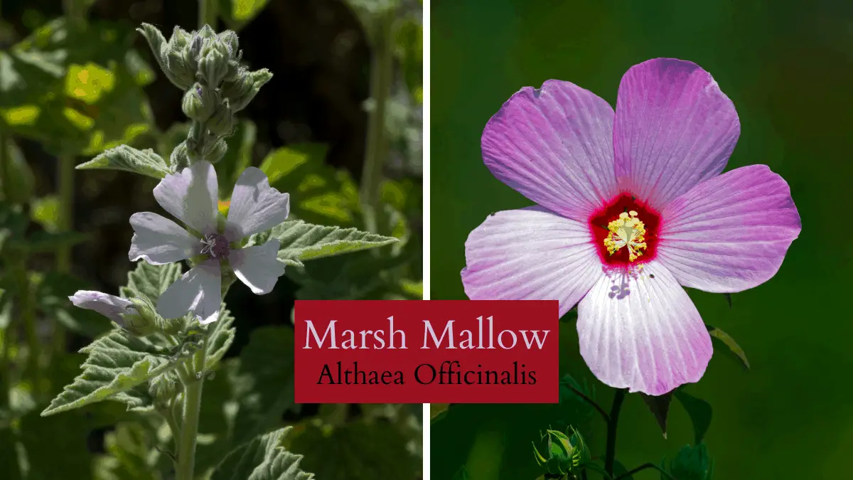 How To Grow Marsh Mallow (Althaea Officinalis) - Homegrown Herb Garden