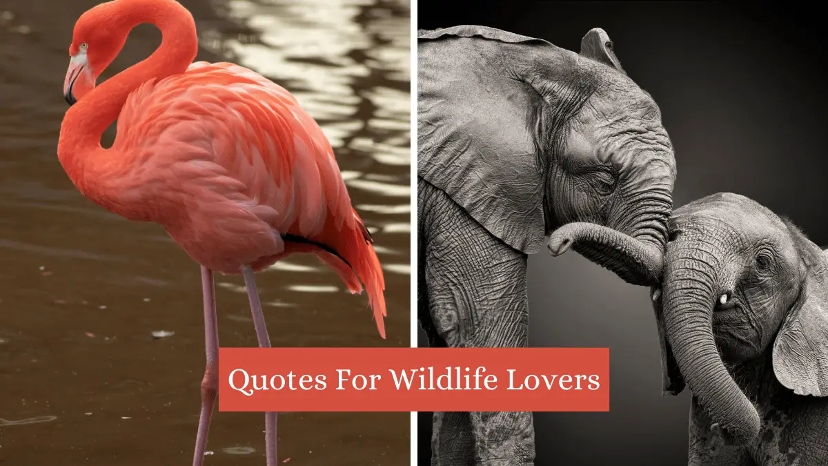 Wildlife Quotes For Those Who Love The Great Outdoors - Homegrown Herb ...