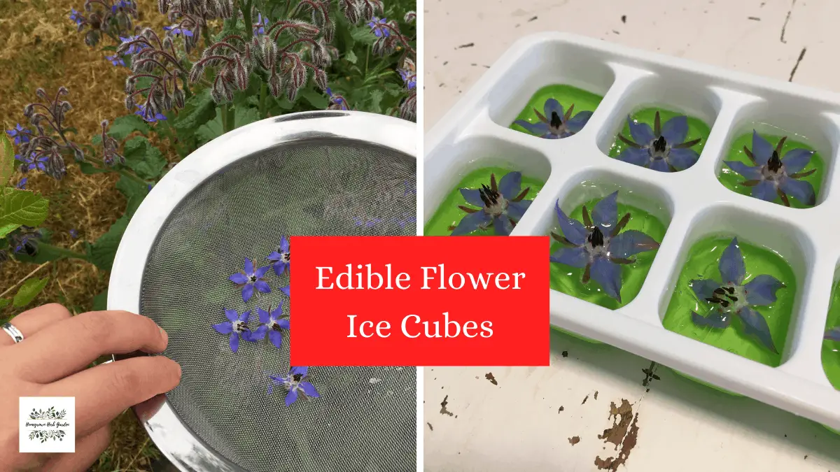 How To Make Edible Flower Ice Cubes - Homegrown Herb Garden
